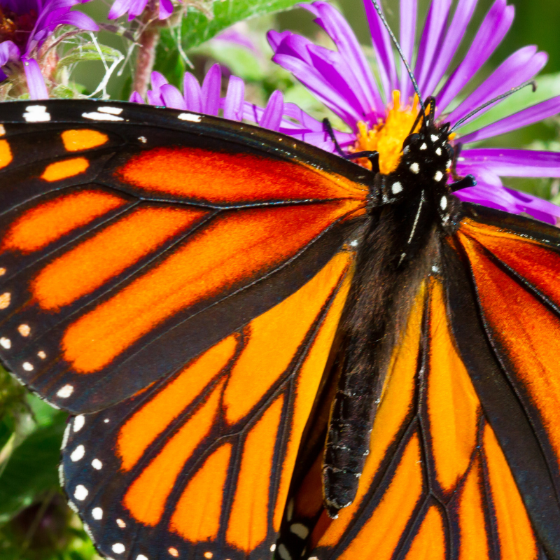 Weekend Events In Chicago August 25 31 Your Lincoln Park Life
